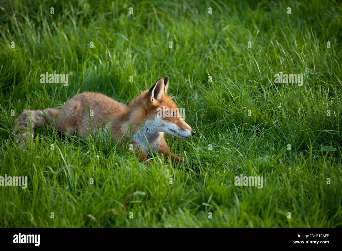 European red fox Stock Photo - Alamy