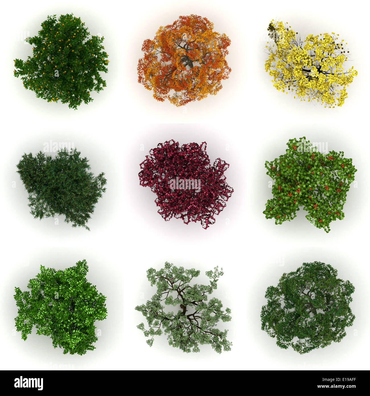 Different trees from top view Stock Photo - Alamy