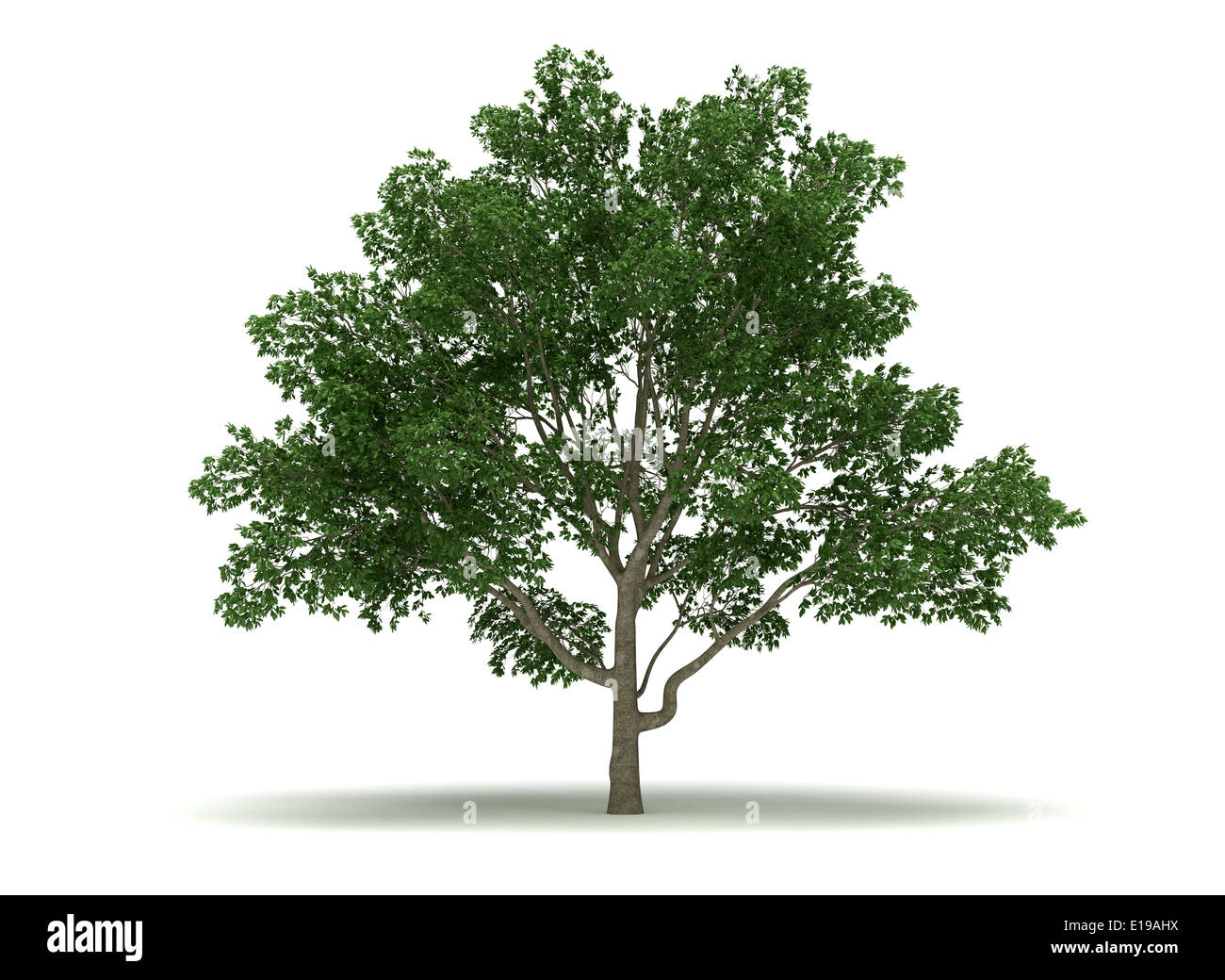Sweetbay magnolia tree hi-res stock photography and images - Alamy