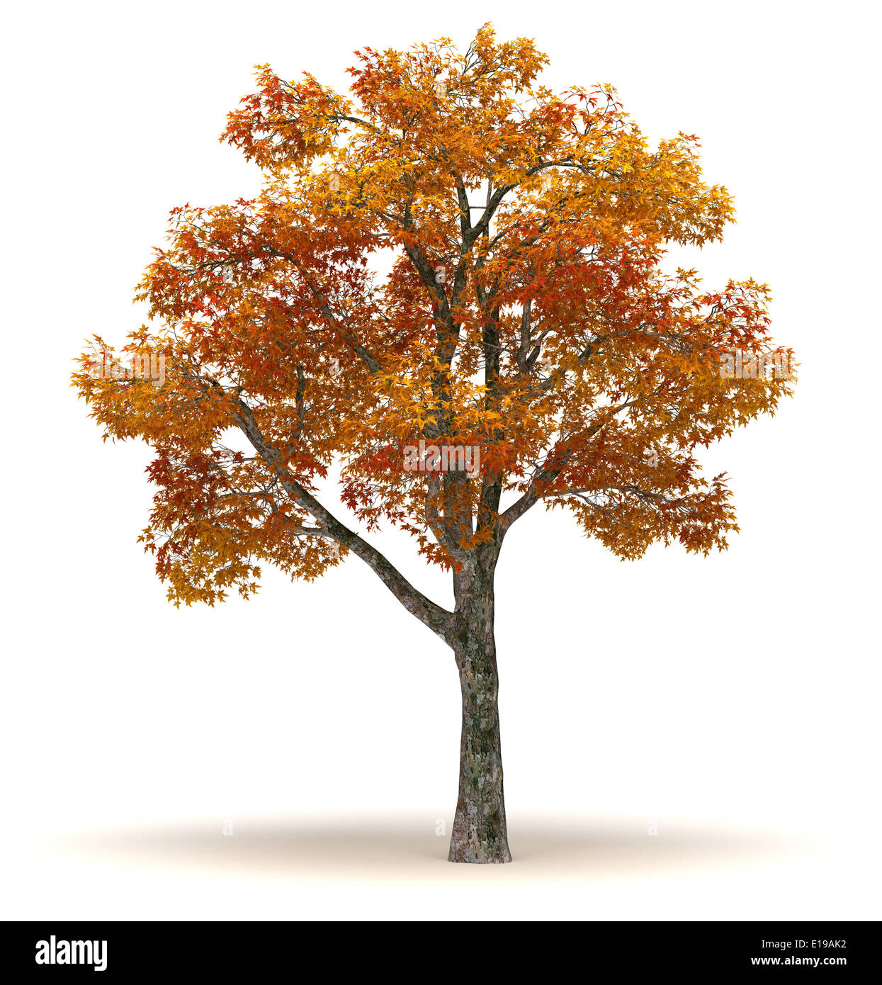 Chinar tree Cut Out Stock Images & Pictures - Alamy