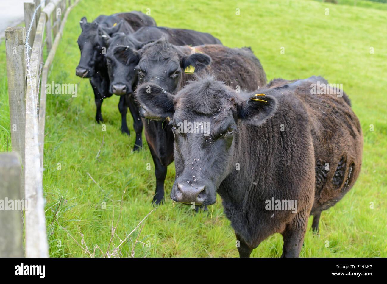 Angry Cows