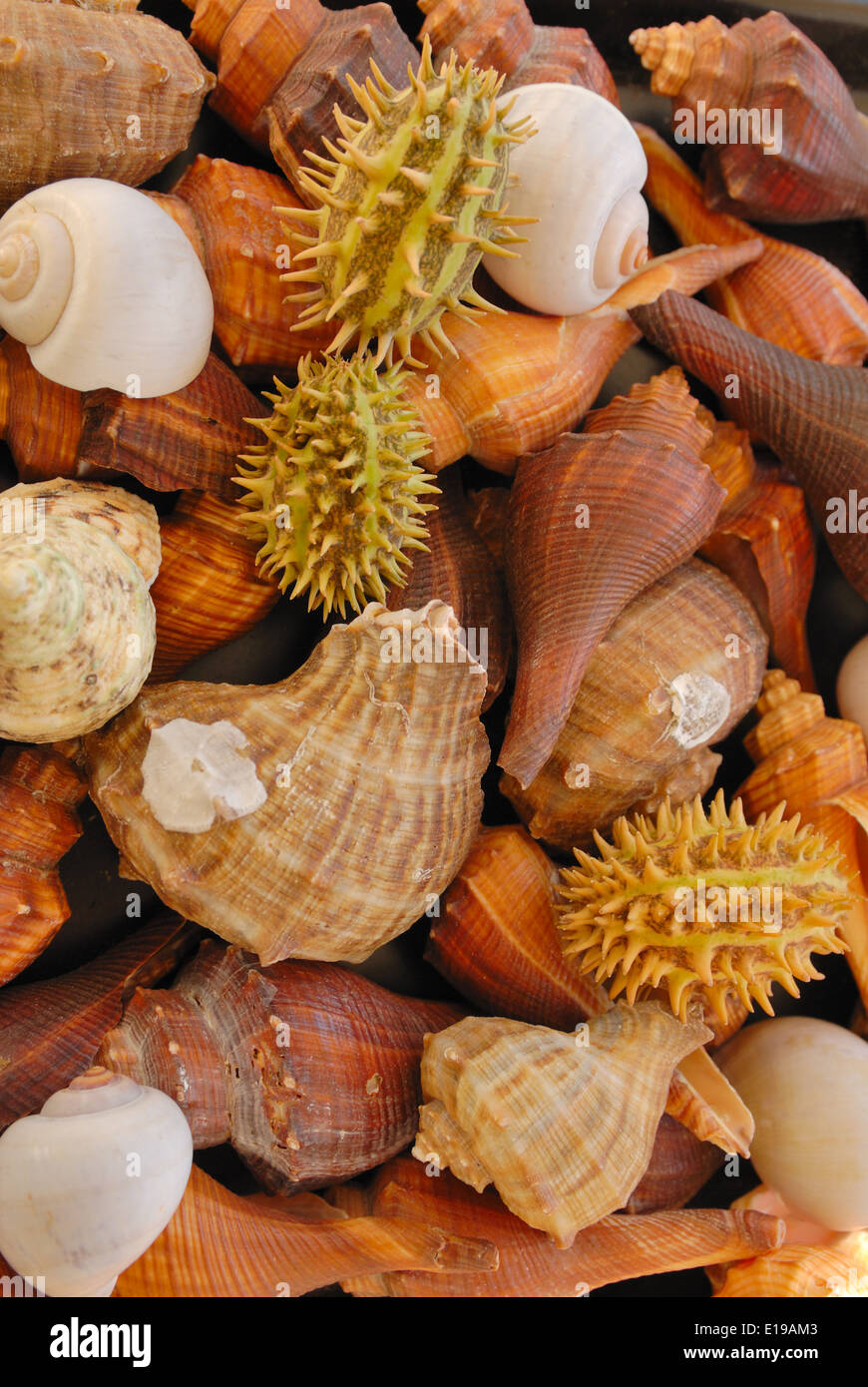 Collection of different marine shells Stock Photo - Alamy