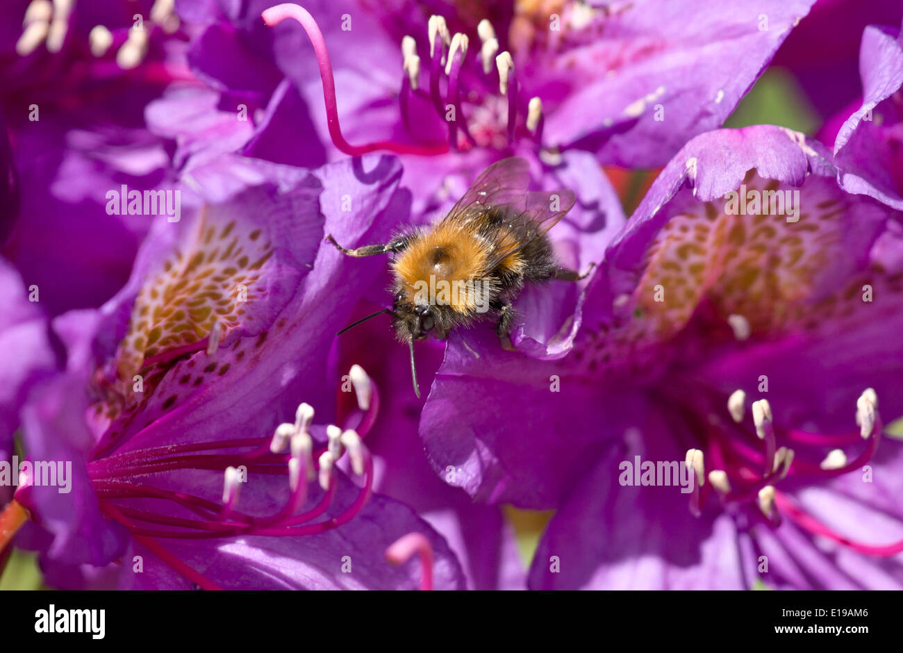 Bees collecting pollen hi-res stock photography and images - Alamy
