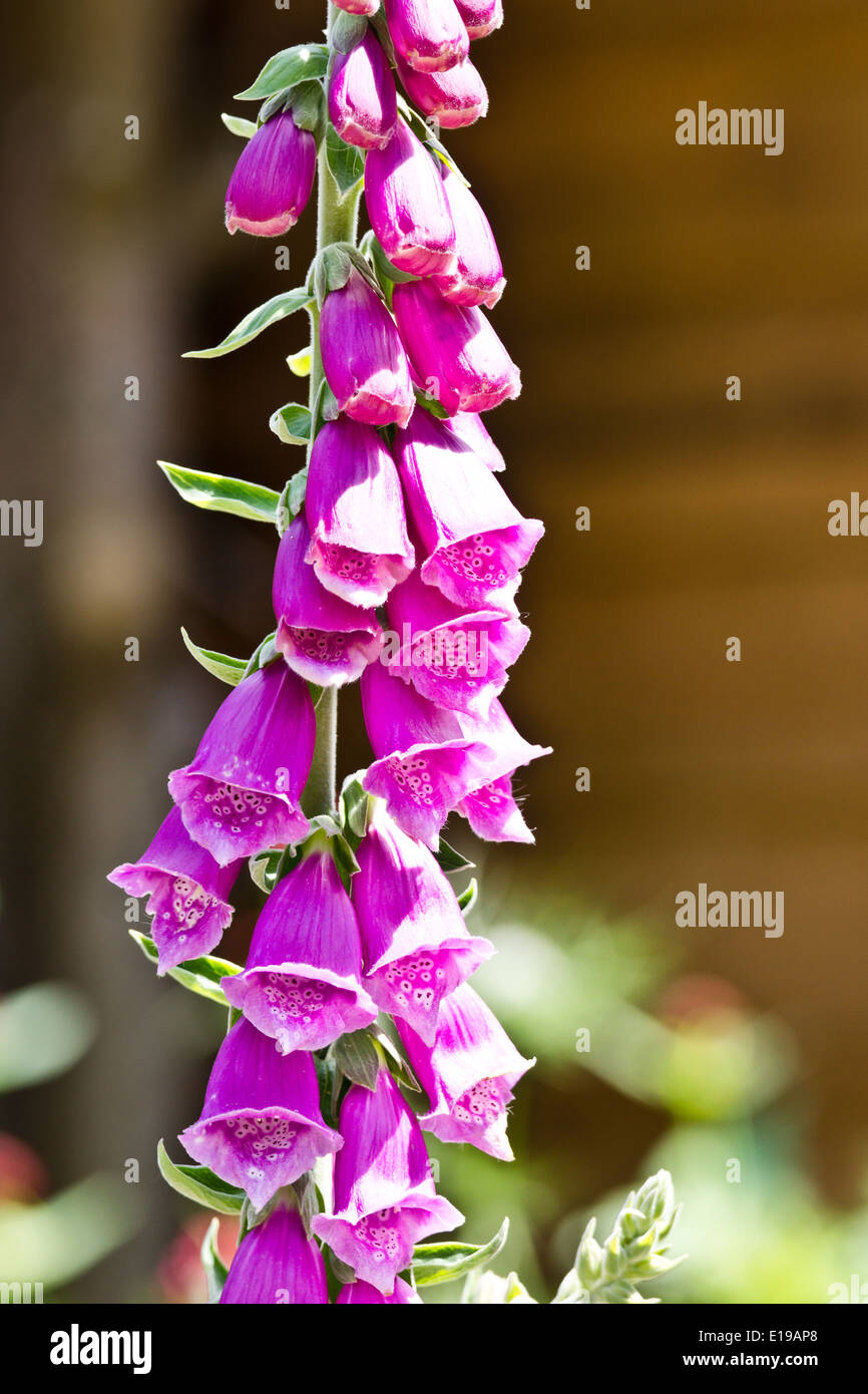 Close up of a foxglove hi-res stock photography and images - Alamy