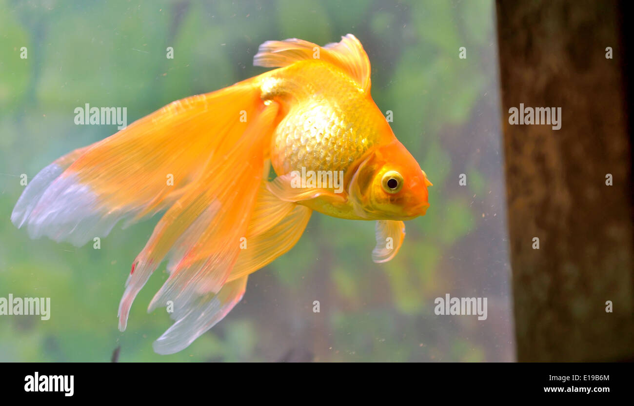 Gold fish hi-res stock photography and images - Alamy