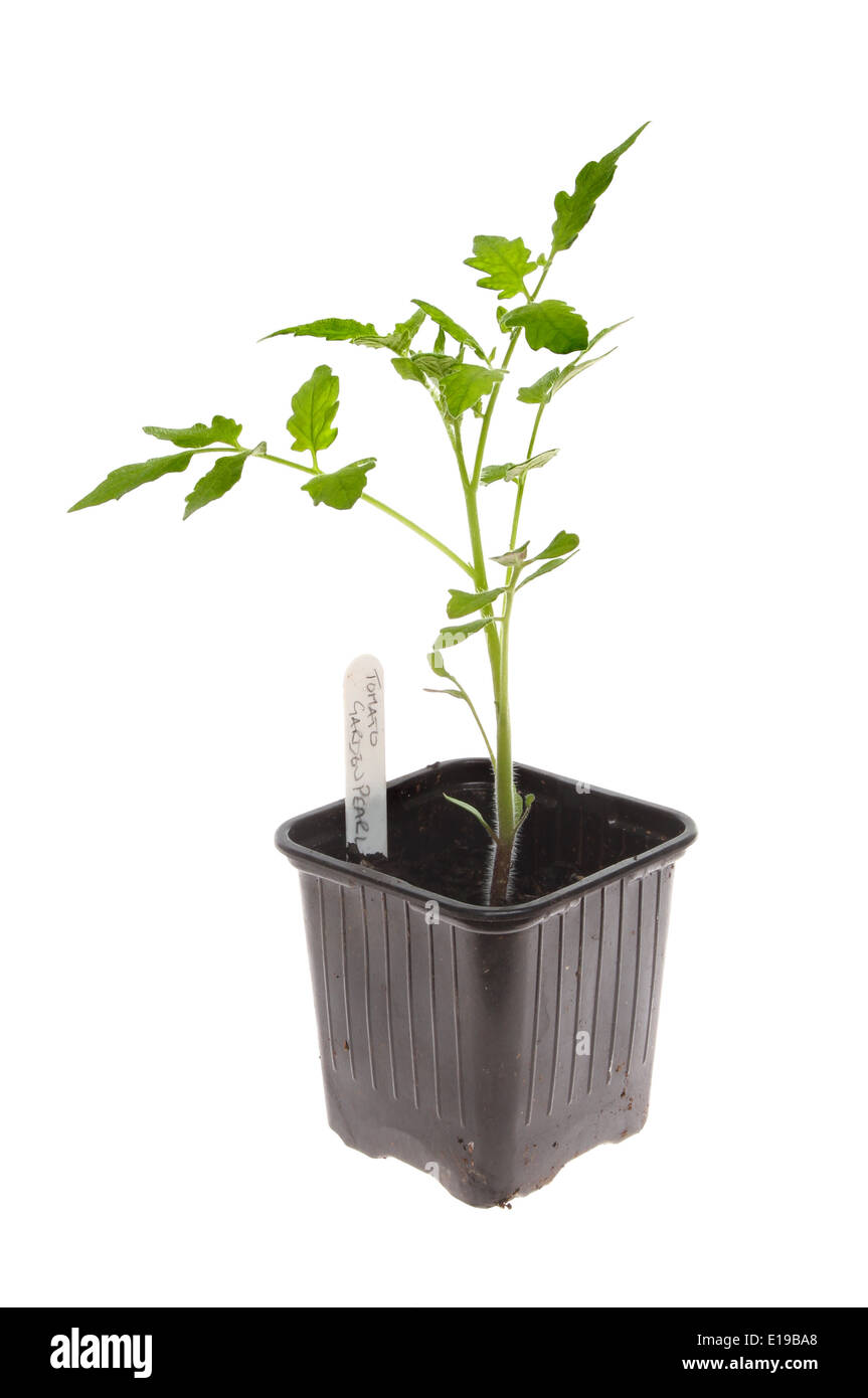 Seedling label Cut Out Stock Images & Pictures - Alamy