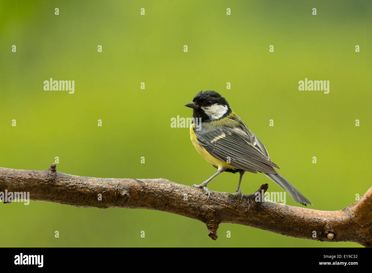 Great Tit (Parus major) with wet feathers caused by the rain, green ...