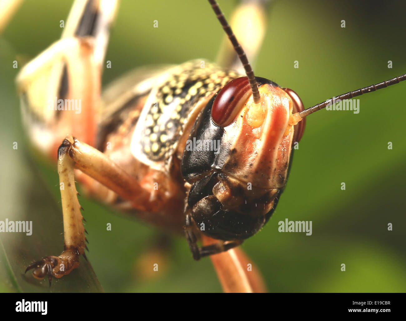 Juvenile insect hi-res stock photography and images - Alamy