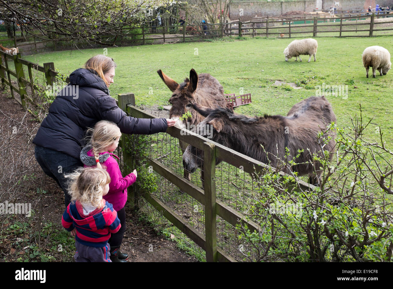 Family farm animals uk hi-res stock photography and images - Alamy