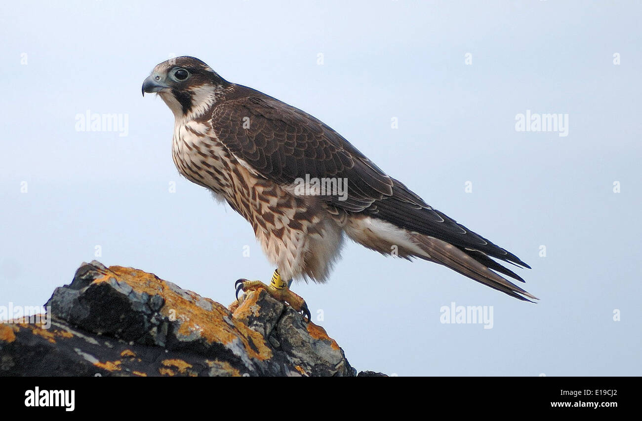 Peregrine Falcon perched near St. Ives Cornwall Stock Photo - Alamy