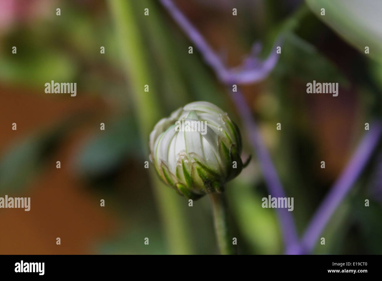 Daisy bud that is yet to bloom Stock Photo - Alamy