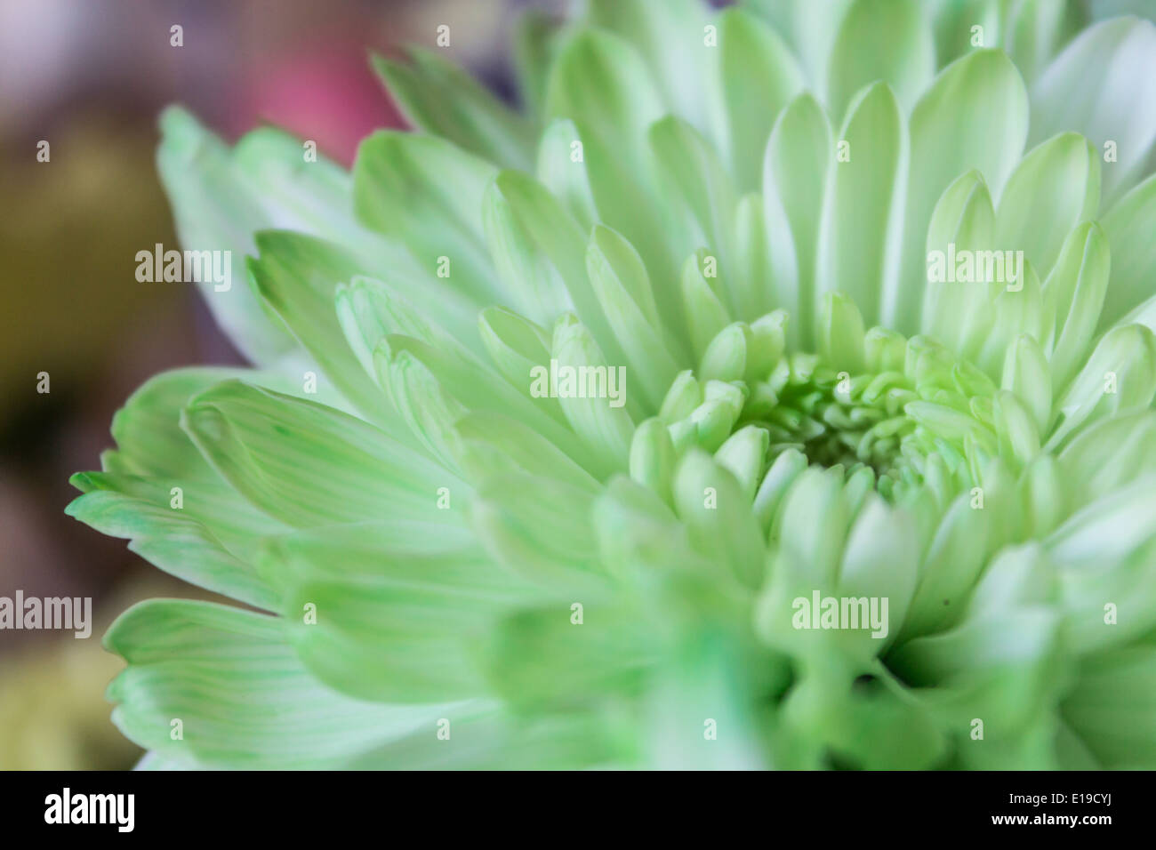 Green flower hi-res stock photography and images - Alamy