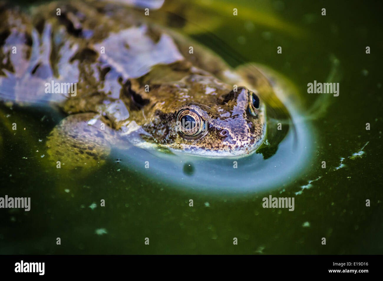 Floating in a pond hi-res stock photography and images - Alamy