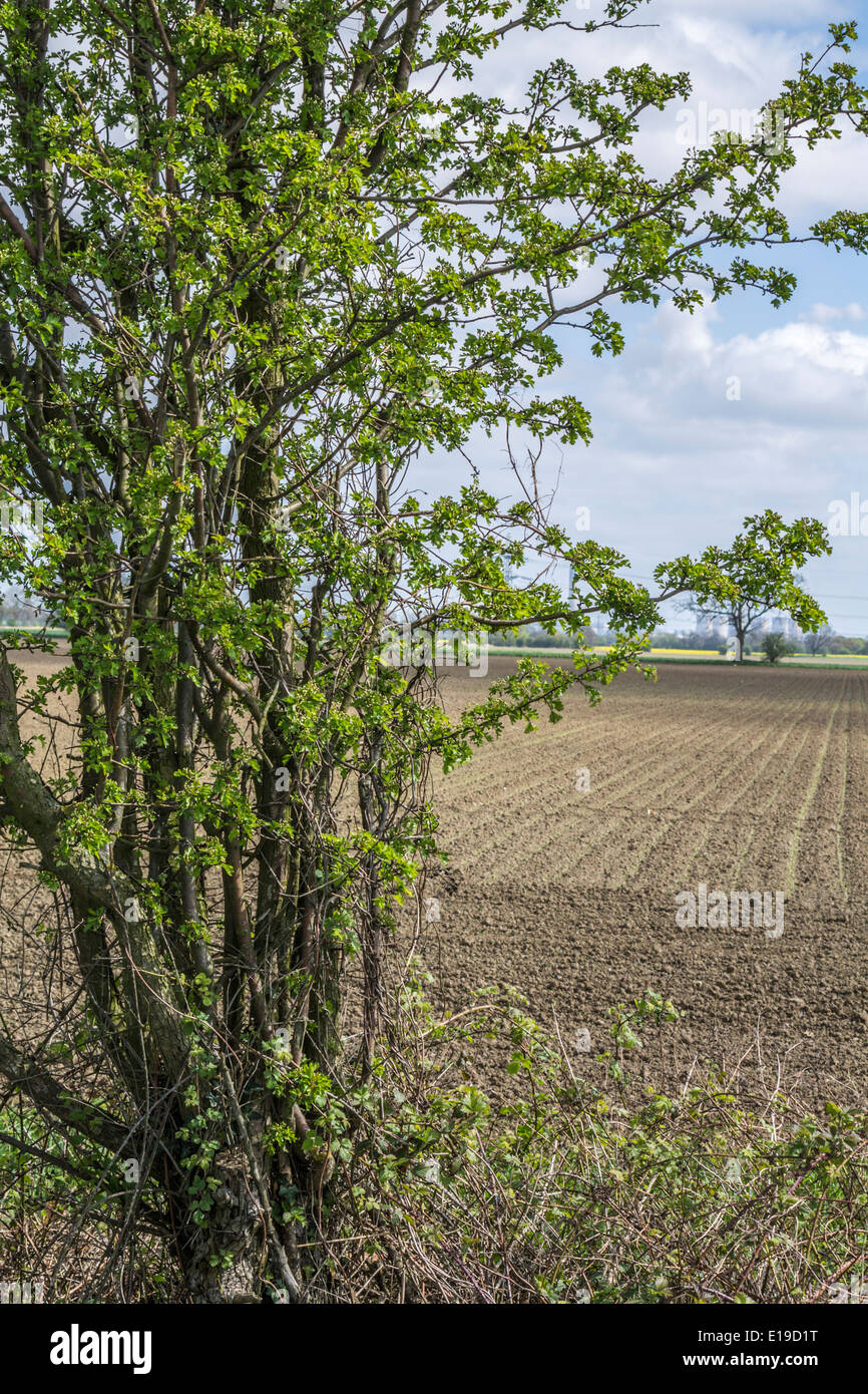 Summer muddy flower field hi-res stock photography and images - Alamy