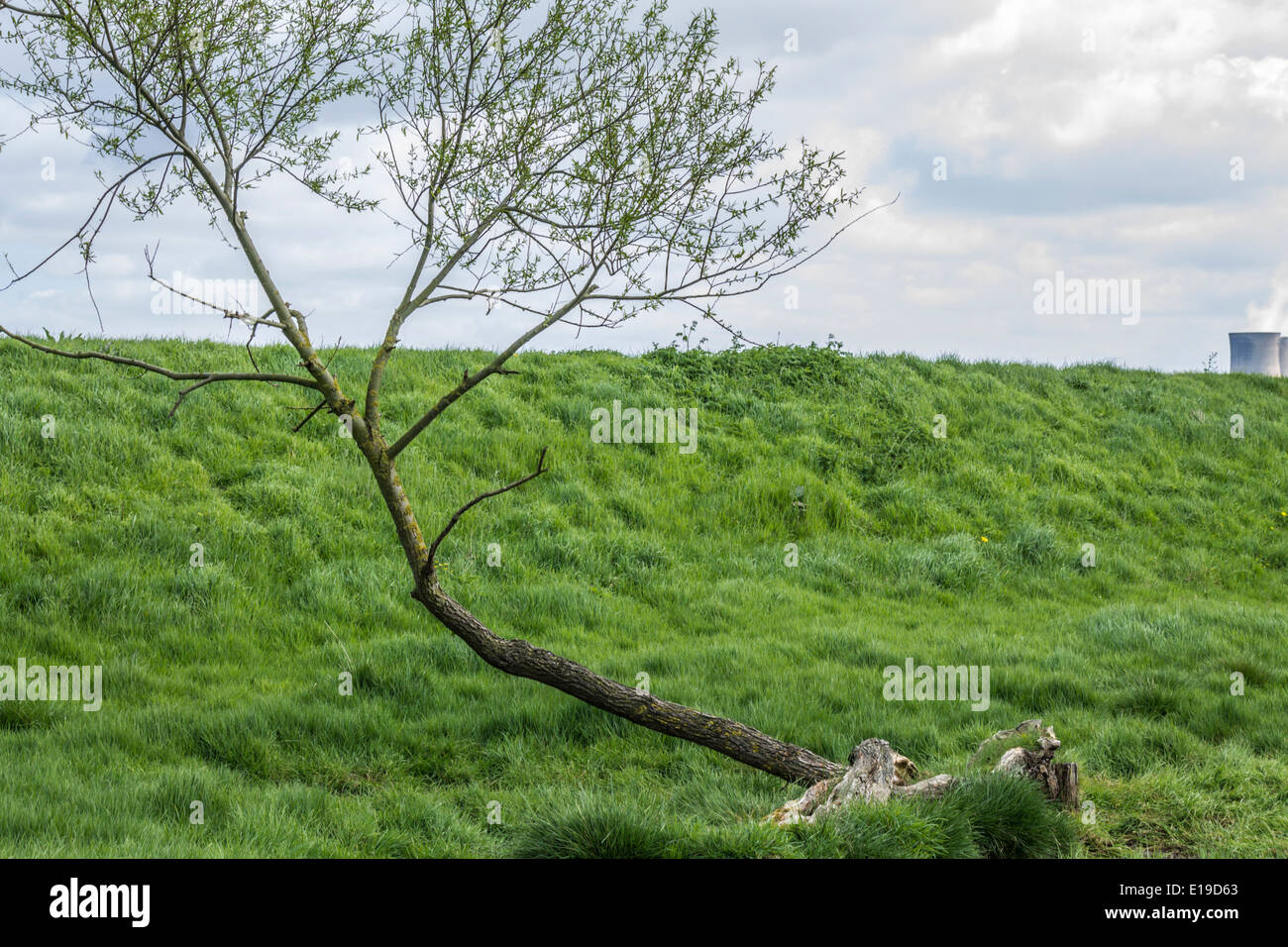 A fallen tree still growing in a grass field Stock Photo - Alamy