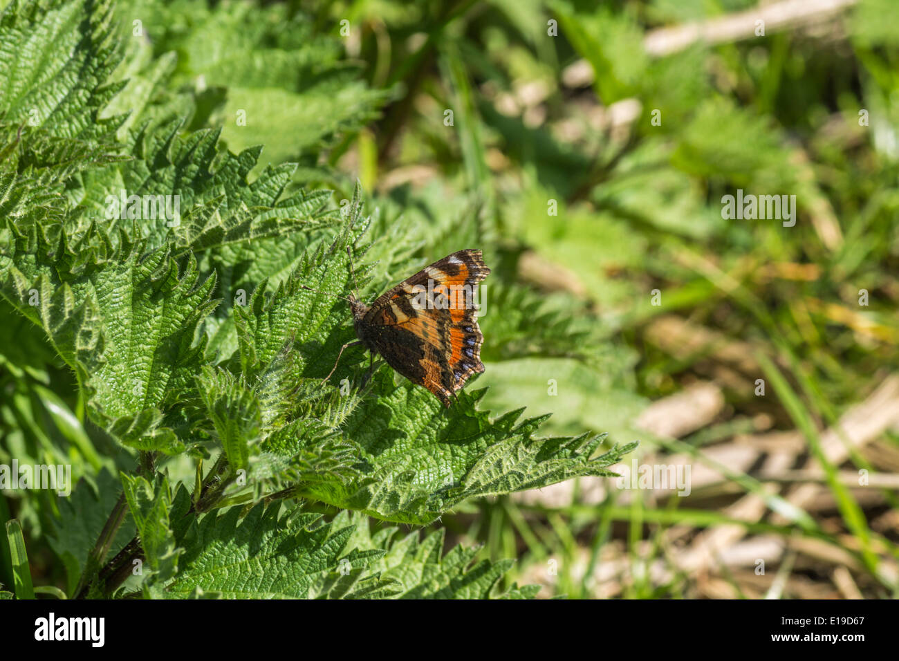 Nettles butterfly hi-res stock photography and images - Alamy