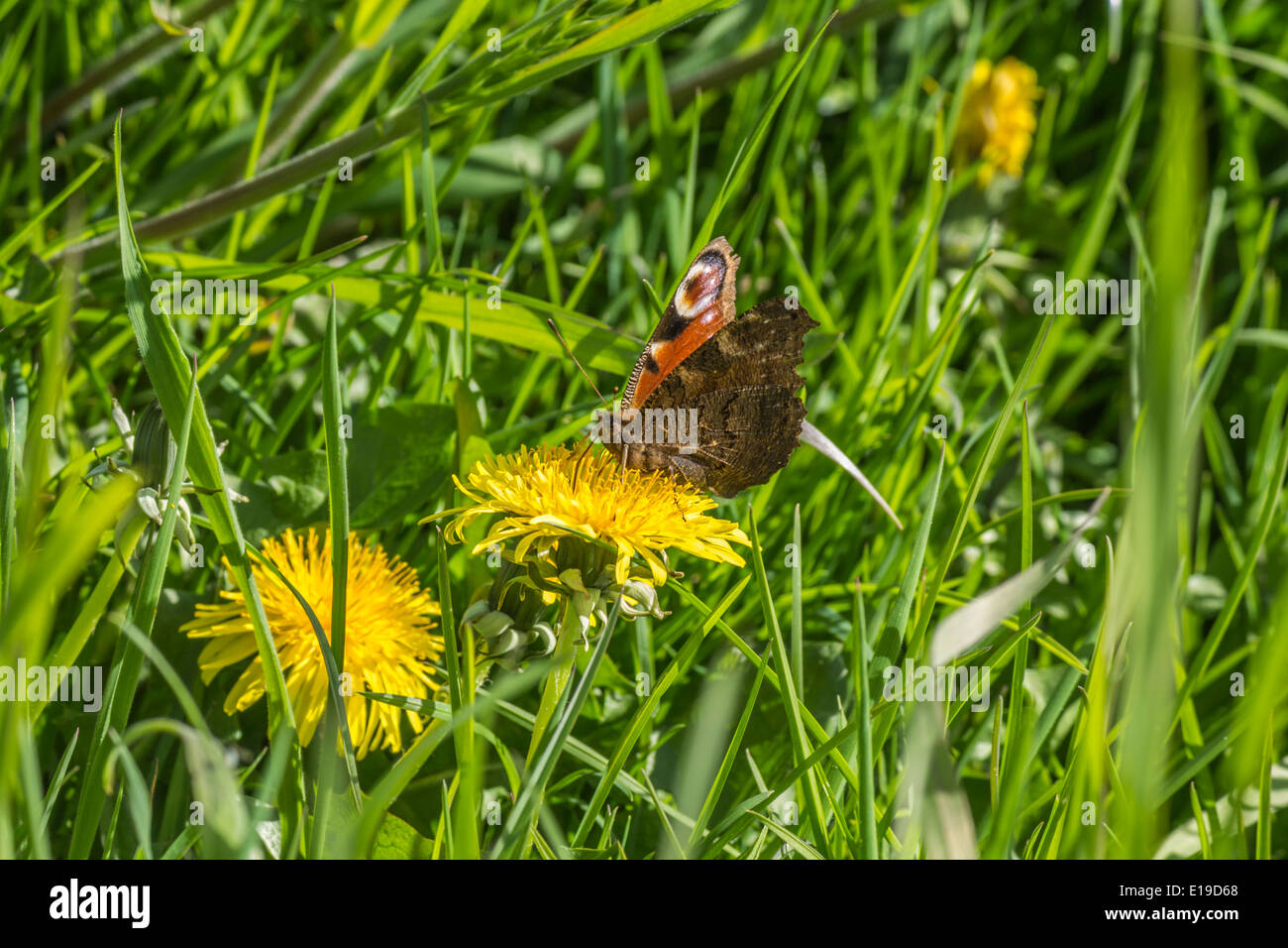Butterfly landed on a dandelion for a rest Stock Photo - Alamy