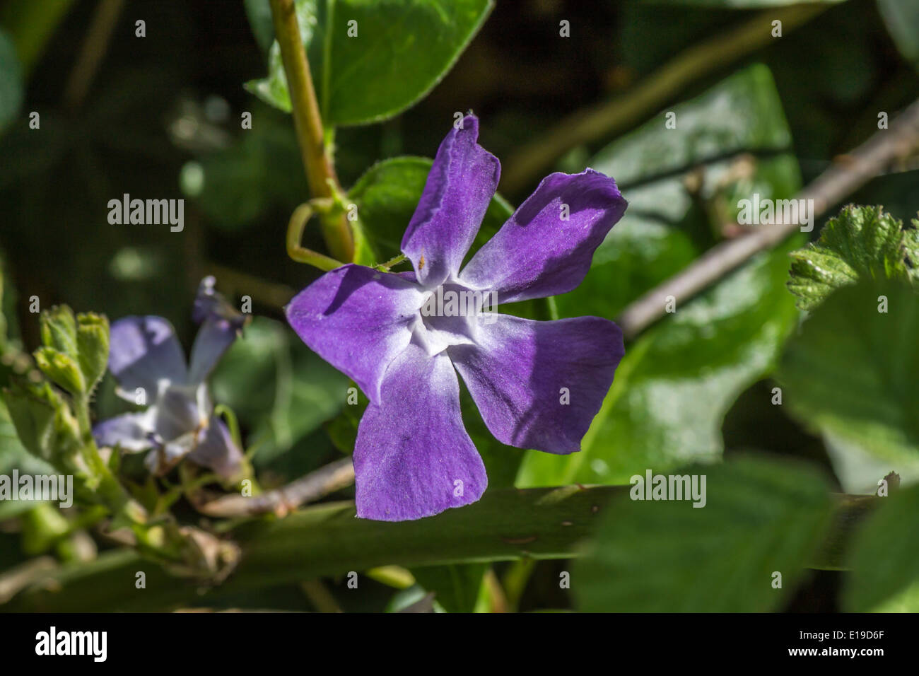 Periwinkle color hi-res stock photography and images - Alamy