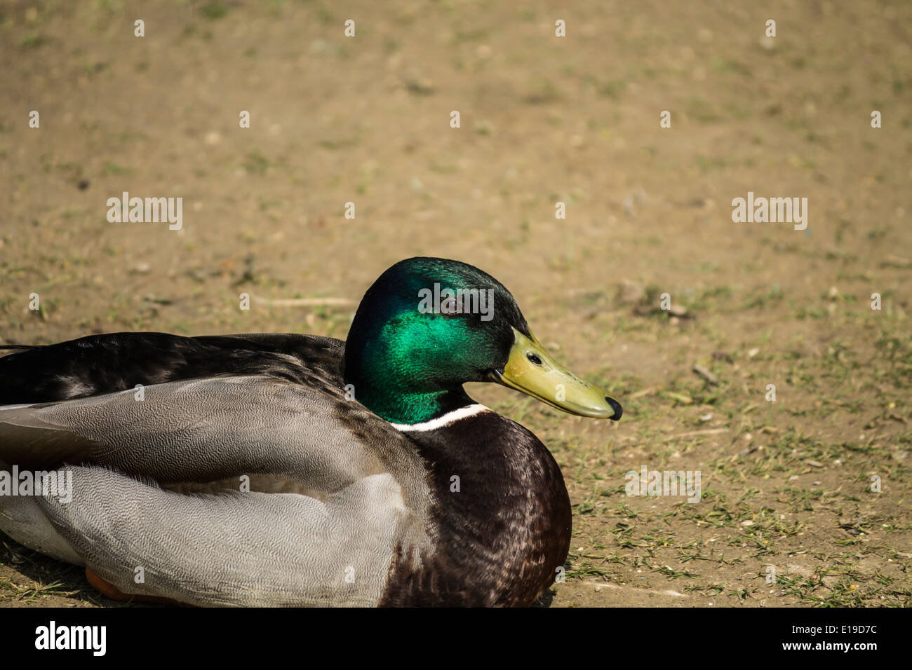 Male duck hi-res stock photography and images - Alamy