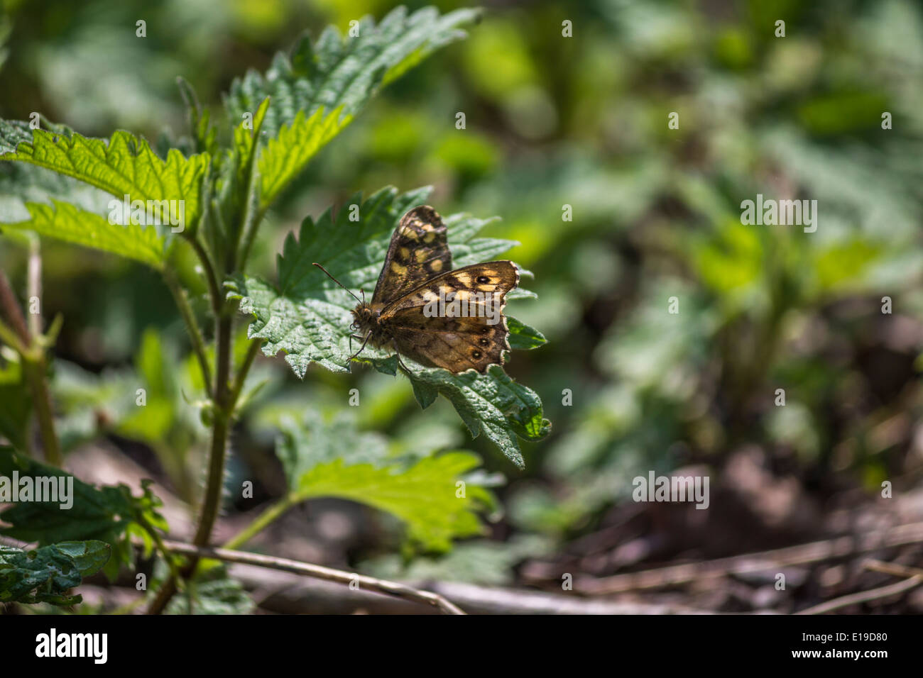 Nettles butterfly hi-res stock photography and images - Alamy