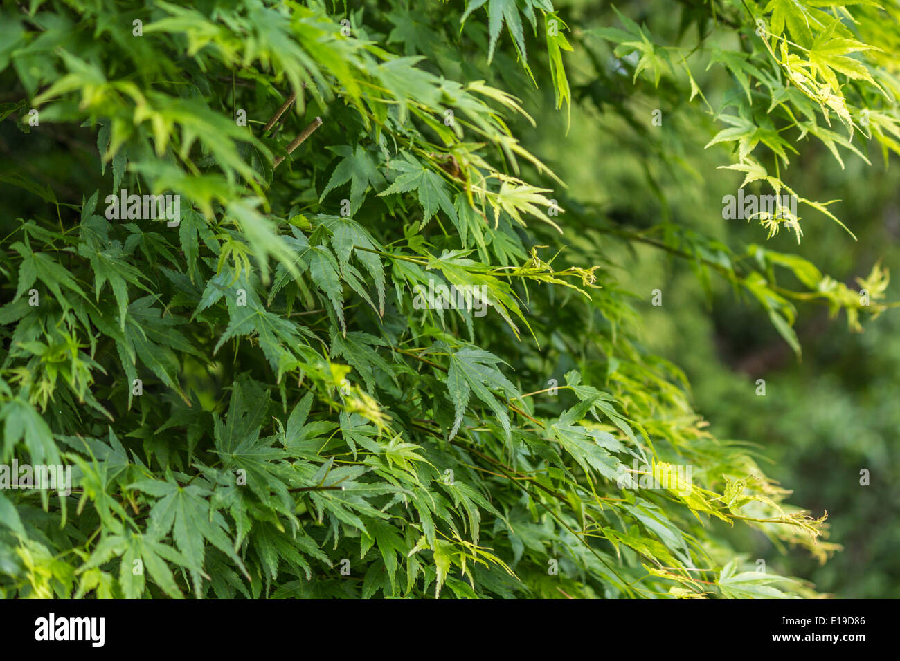 Acer palmatum tree hi-res stock photography and images - Alamy