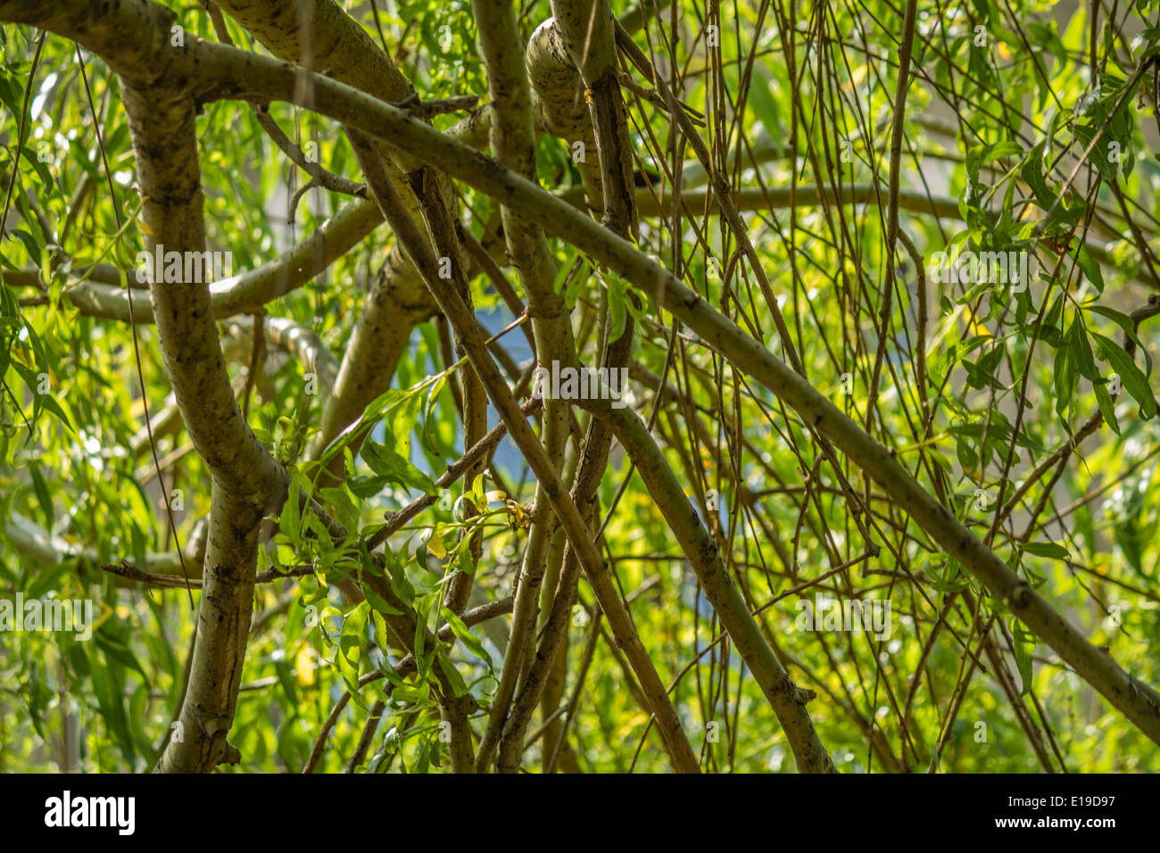 Under the willow tree hi-res stock photography and images - Alamy