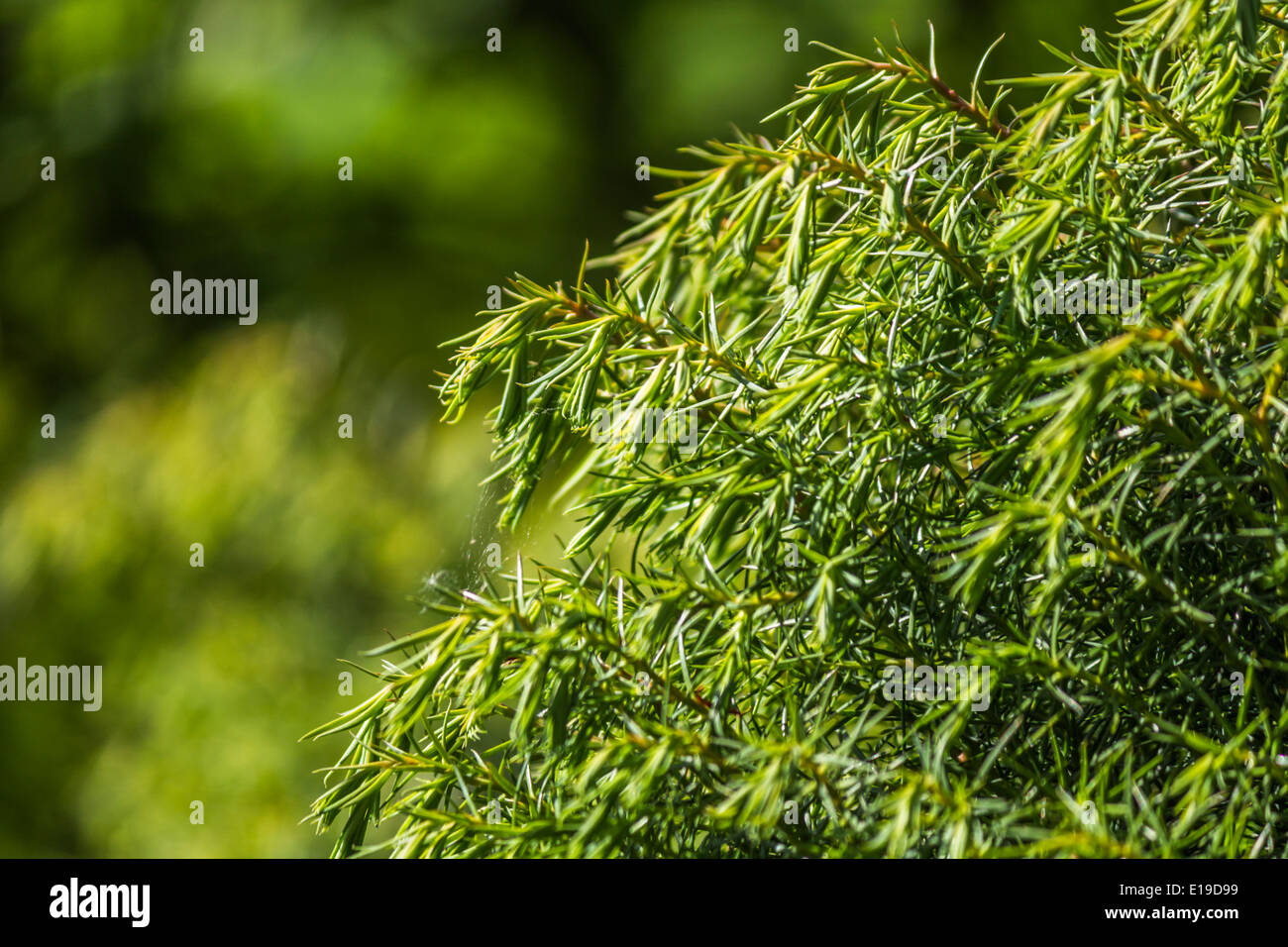 New growth on a green bush in a garden Stock Photo - Alamy