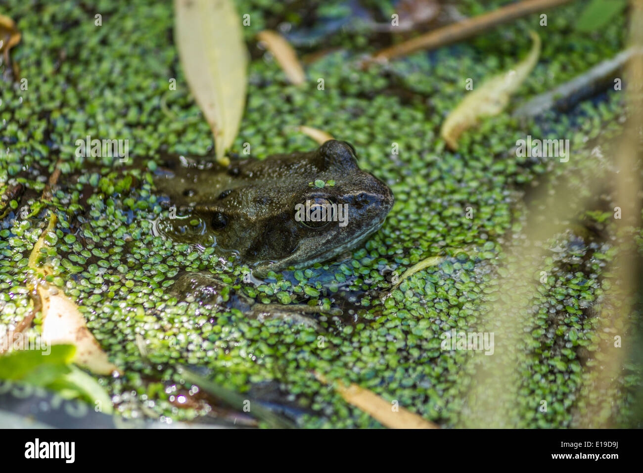 Frog resting in the water of a pond filled with duckweed Stock Photo ...