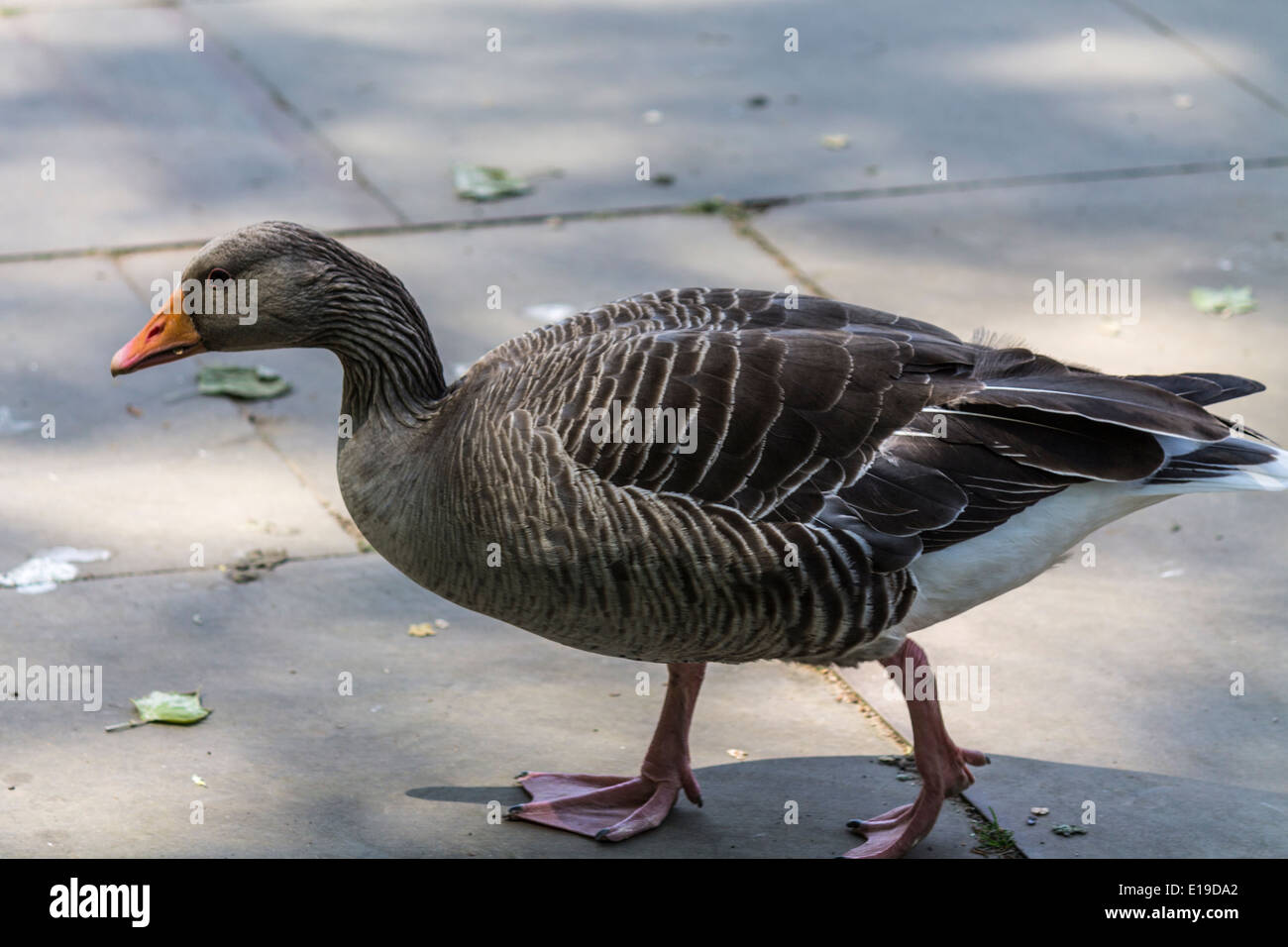 Back view of a goose hi-res stock photography and images - Alamy