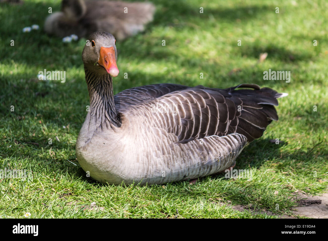 Goose standing in grass with water background hi-res stock photography ...