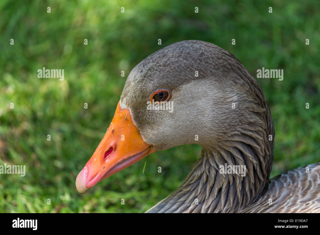 A close up of a goose resting in a park Stock Photo - Alamy