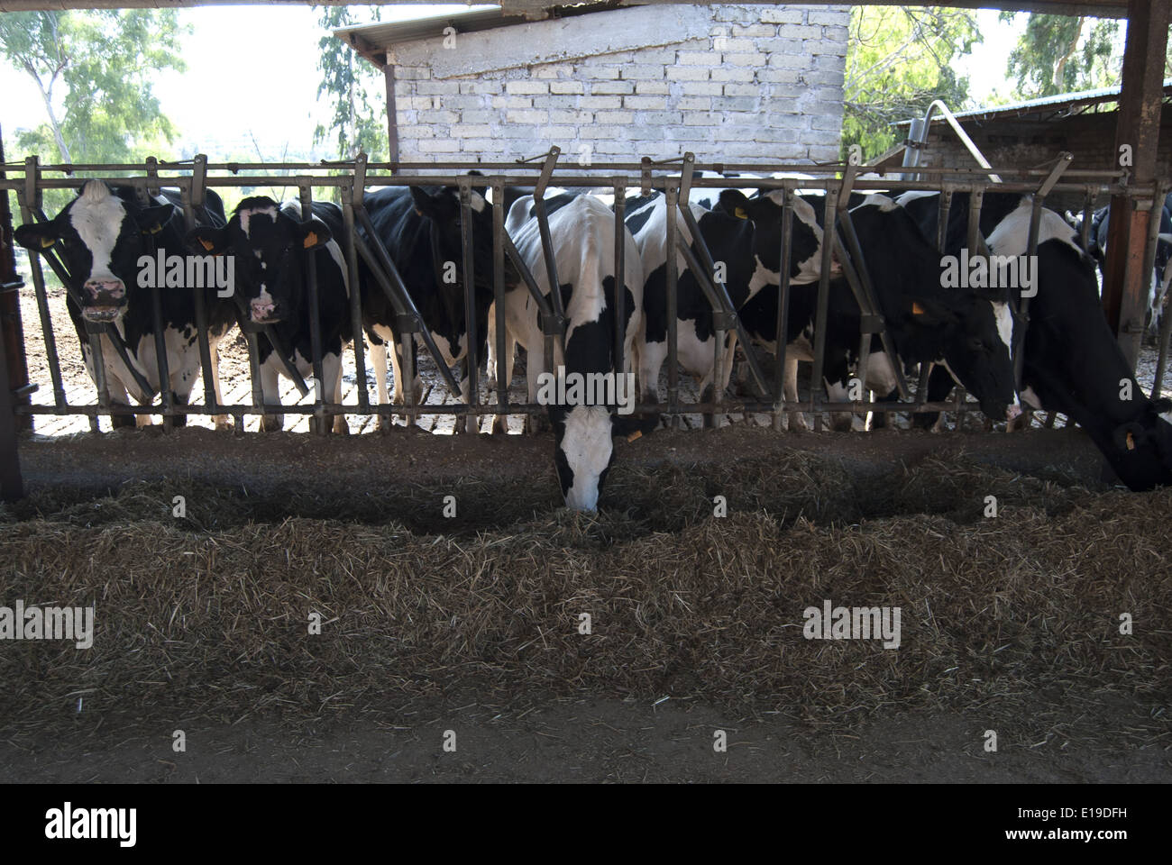 Slaughter cattle hi-res stock photography and images - Alamy
