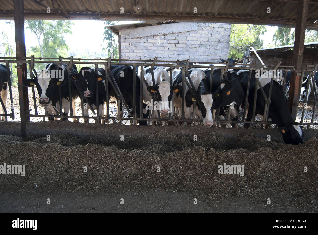 Agricolture: cattle breeding Stock Photo - Alamy