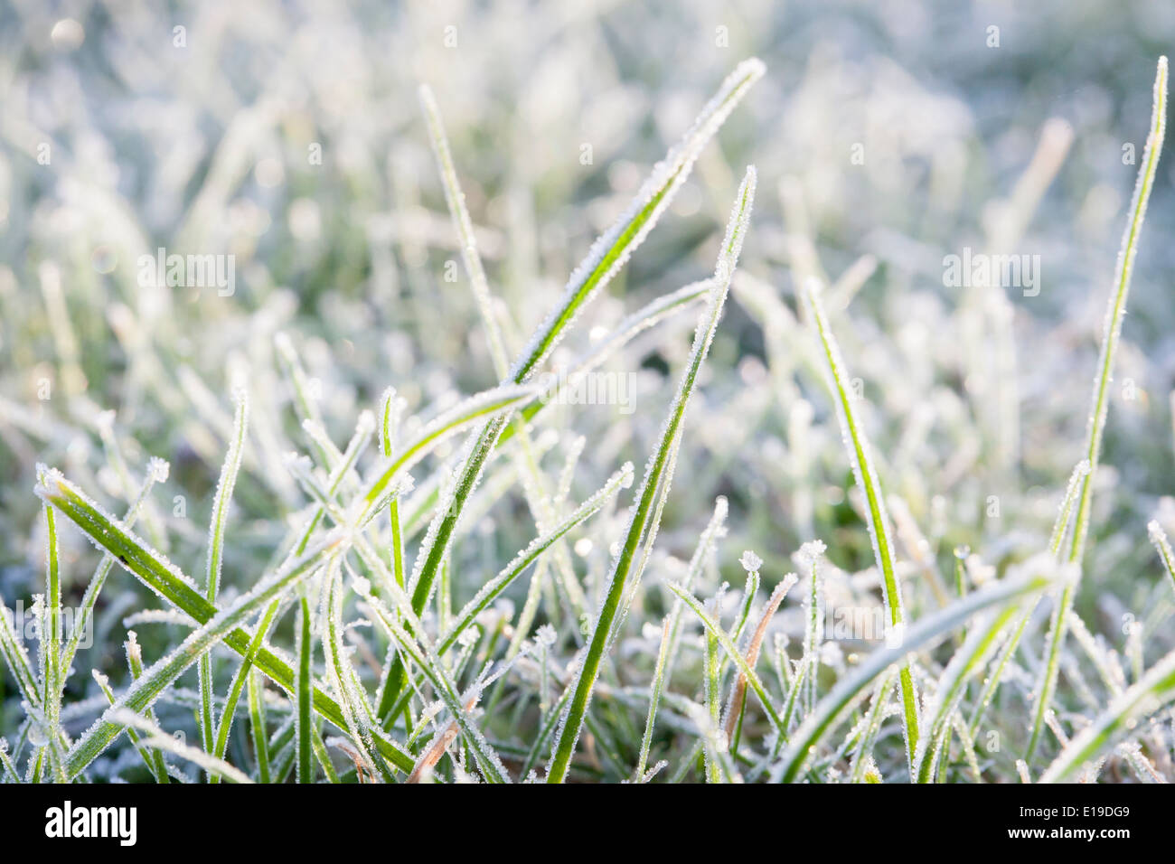 Frost covering on grass hi-res stock photography and images - Alamy