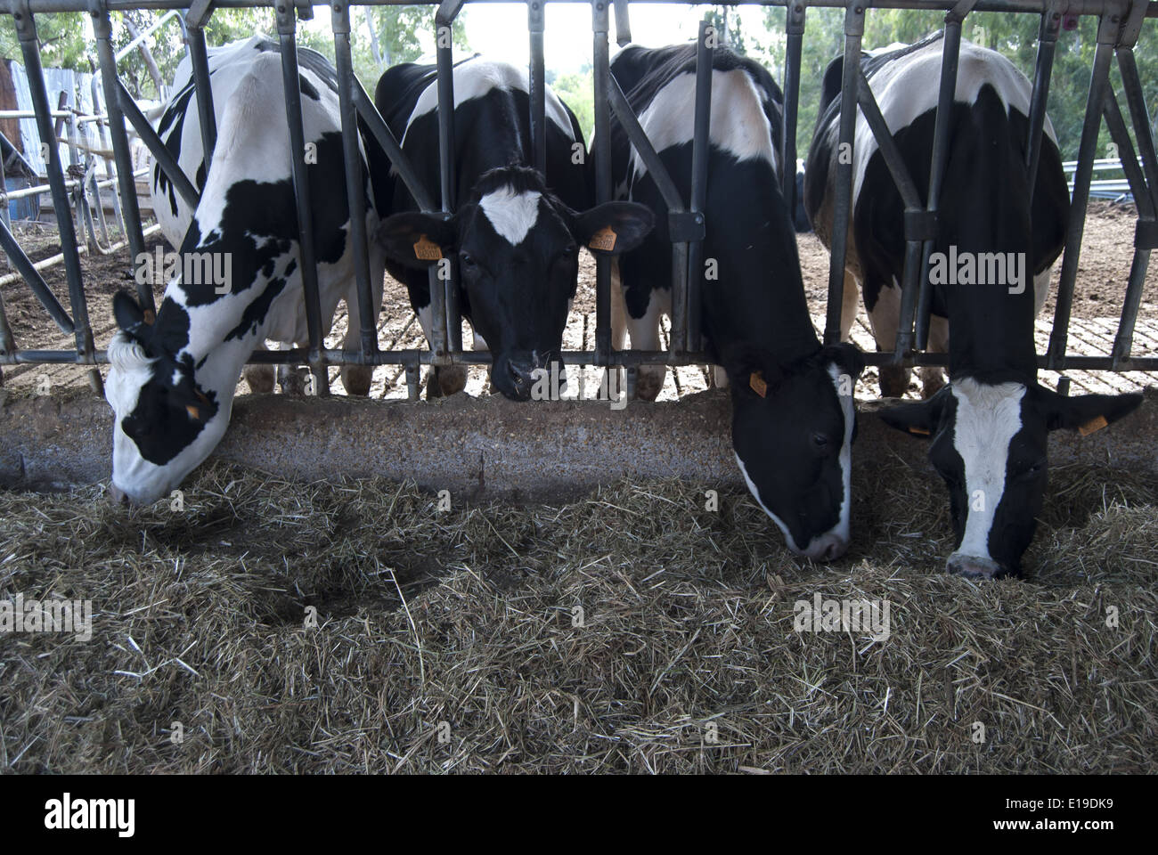 Agricolture: cattle breeding Stock Photo - Alamy