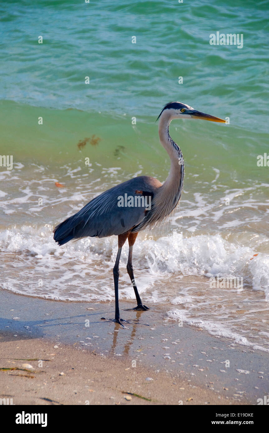 A blue heron searches for a stray minnow or crab in the sandy shallows ...