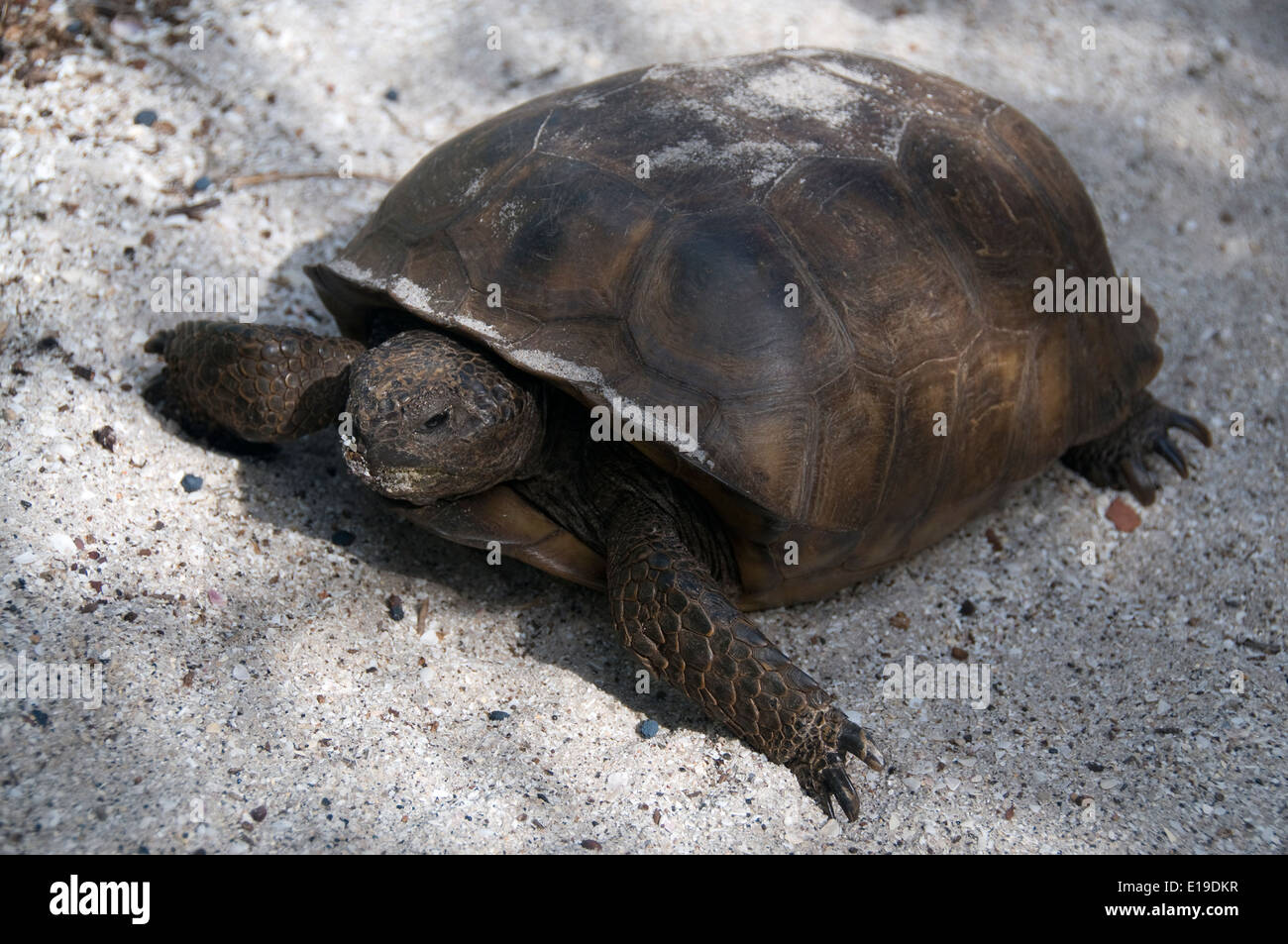 A gopher turtle takes a stroll along a Florida beach Stock Photo - Alamy