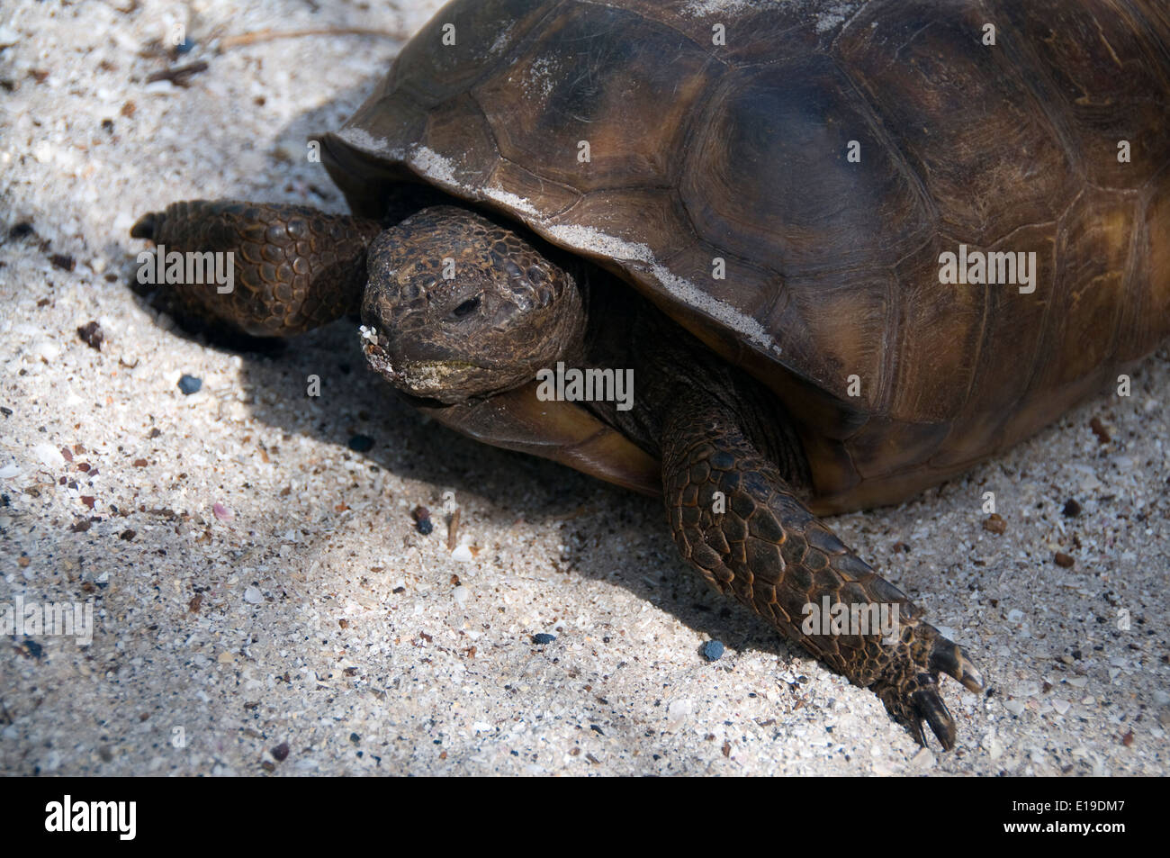 A gopher turtle takes a stroll along a Florida beach Stock Photo - Alamy