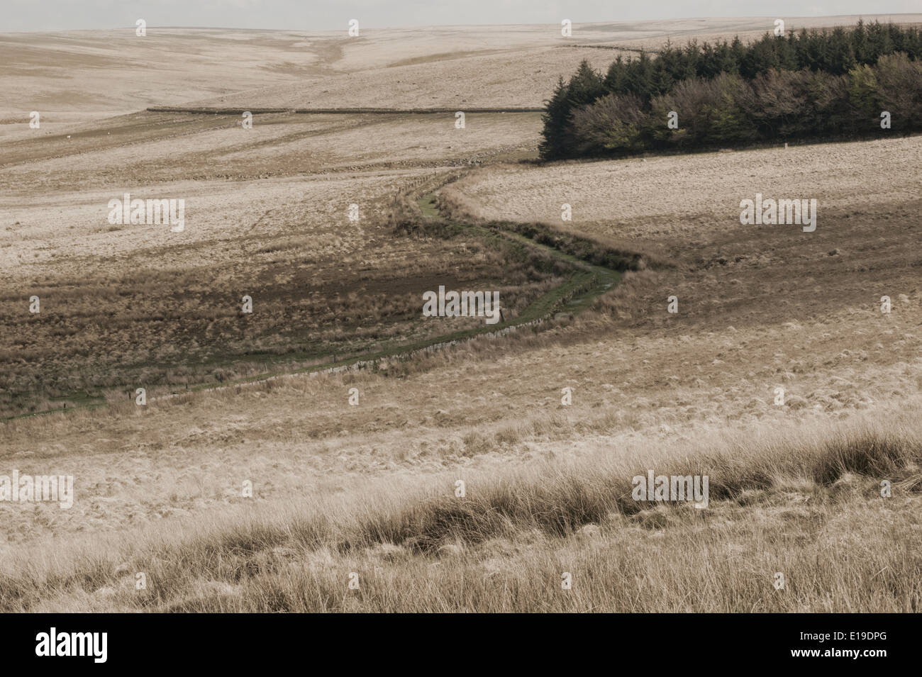 Dry Arid grassland landscape with a patch of trees and a water course ...