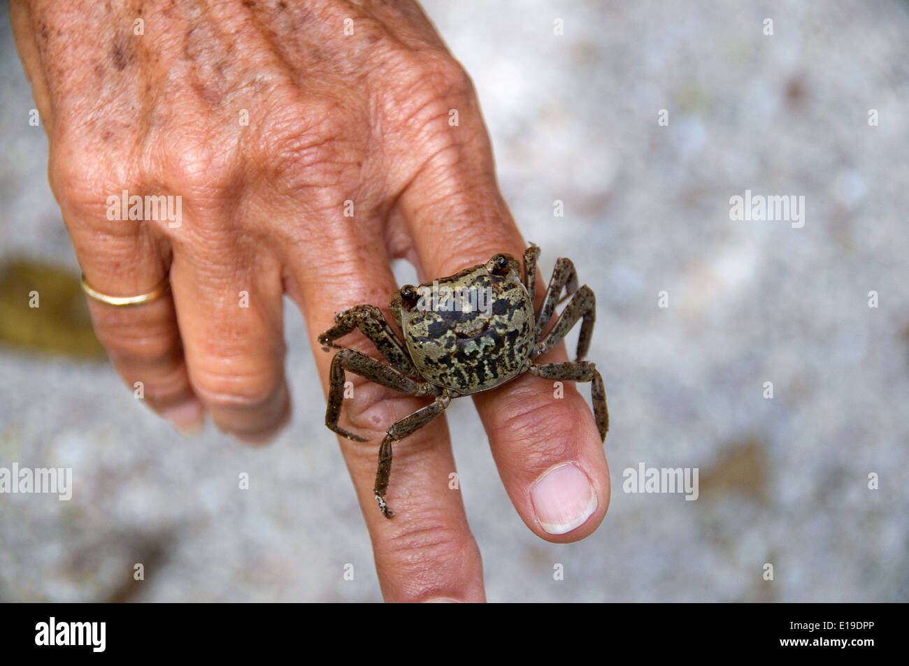 Smallest Crab