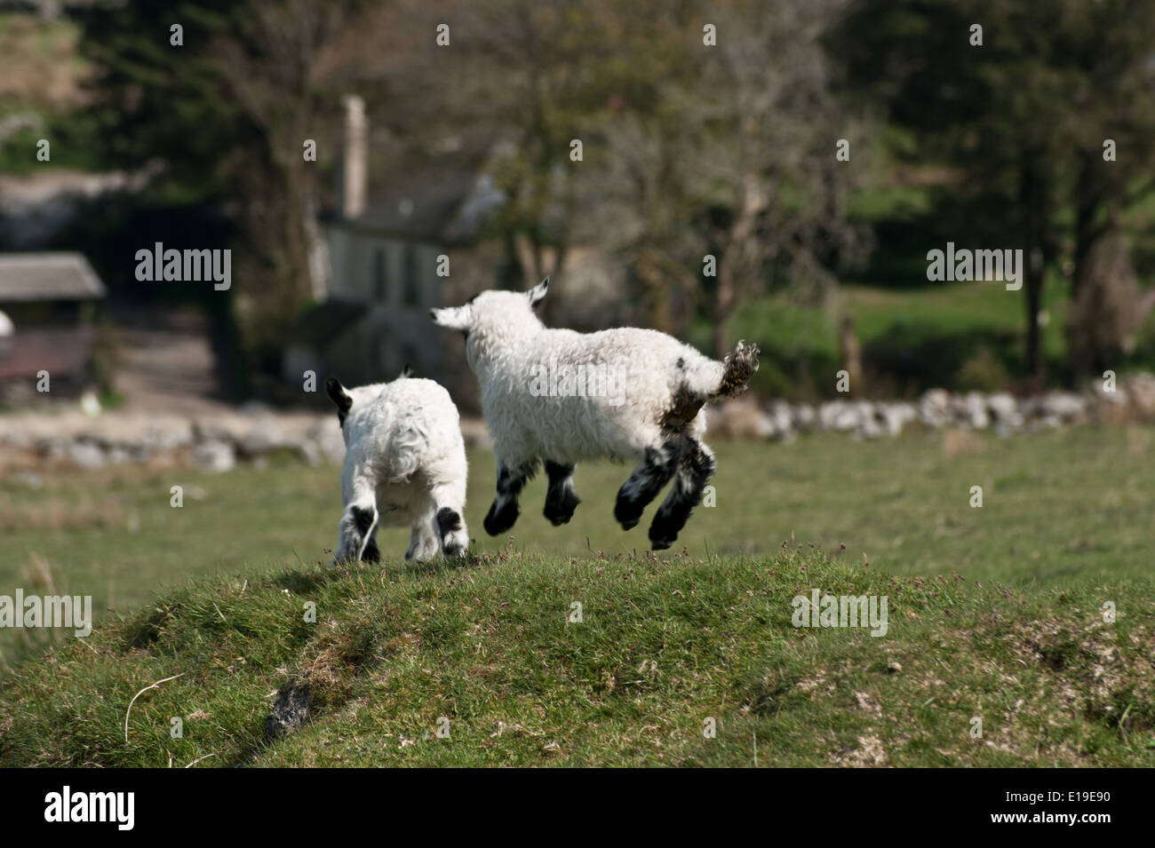 Lambs frolicking in the field Stock Photo - Alamy
