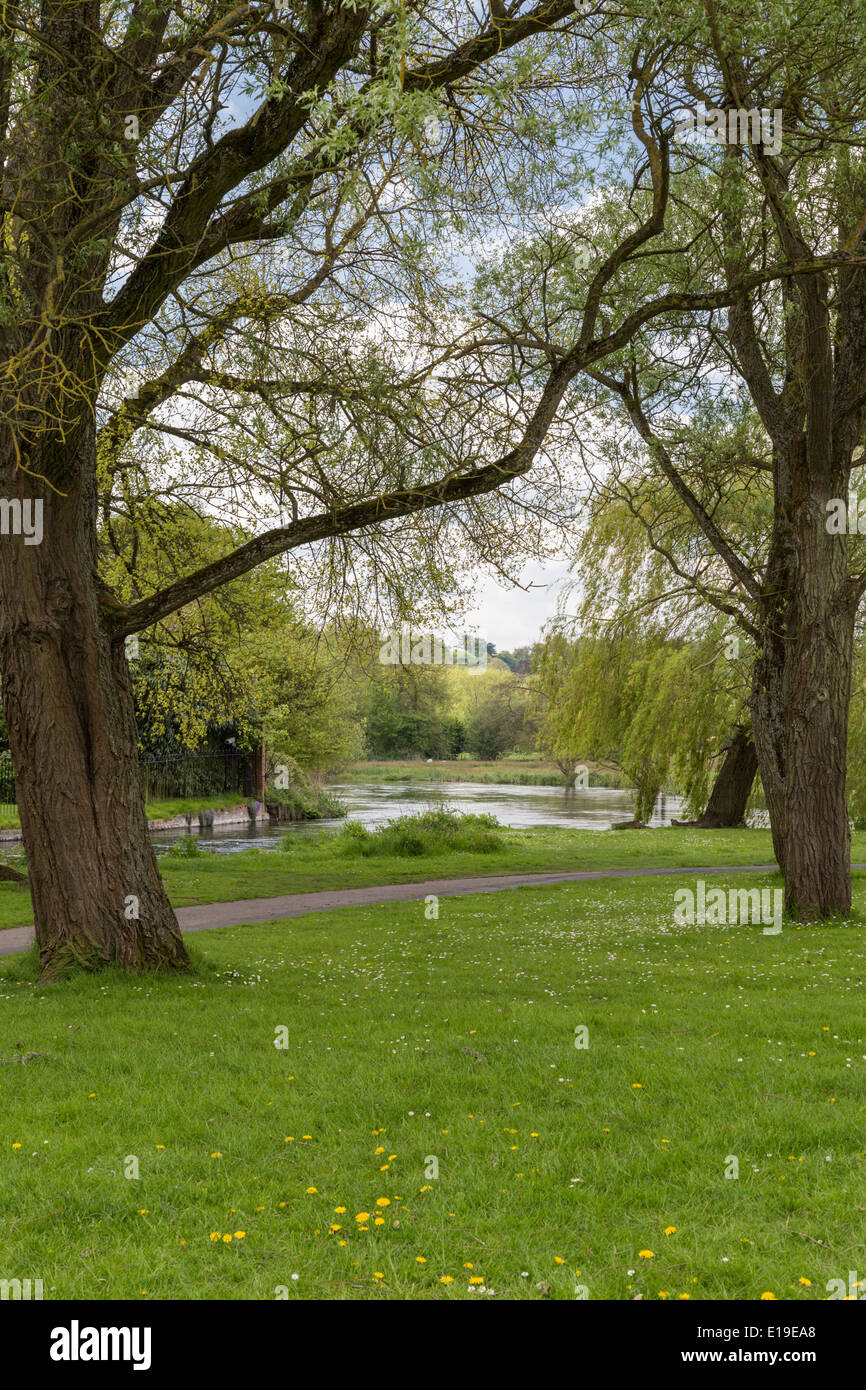The River Avon at Salisbury Stock Photo - Alamy