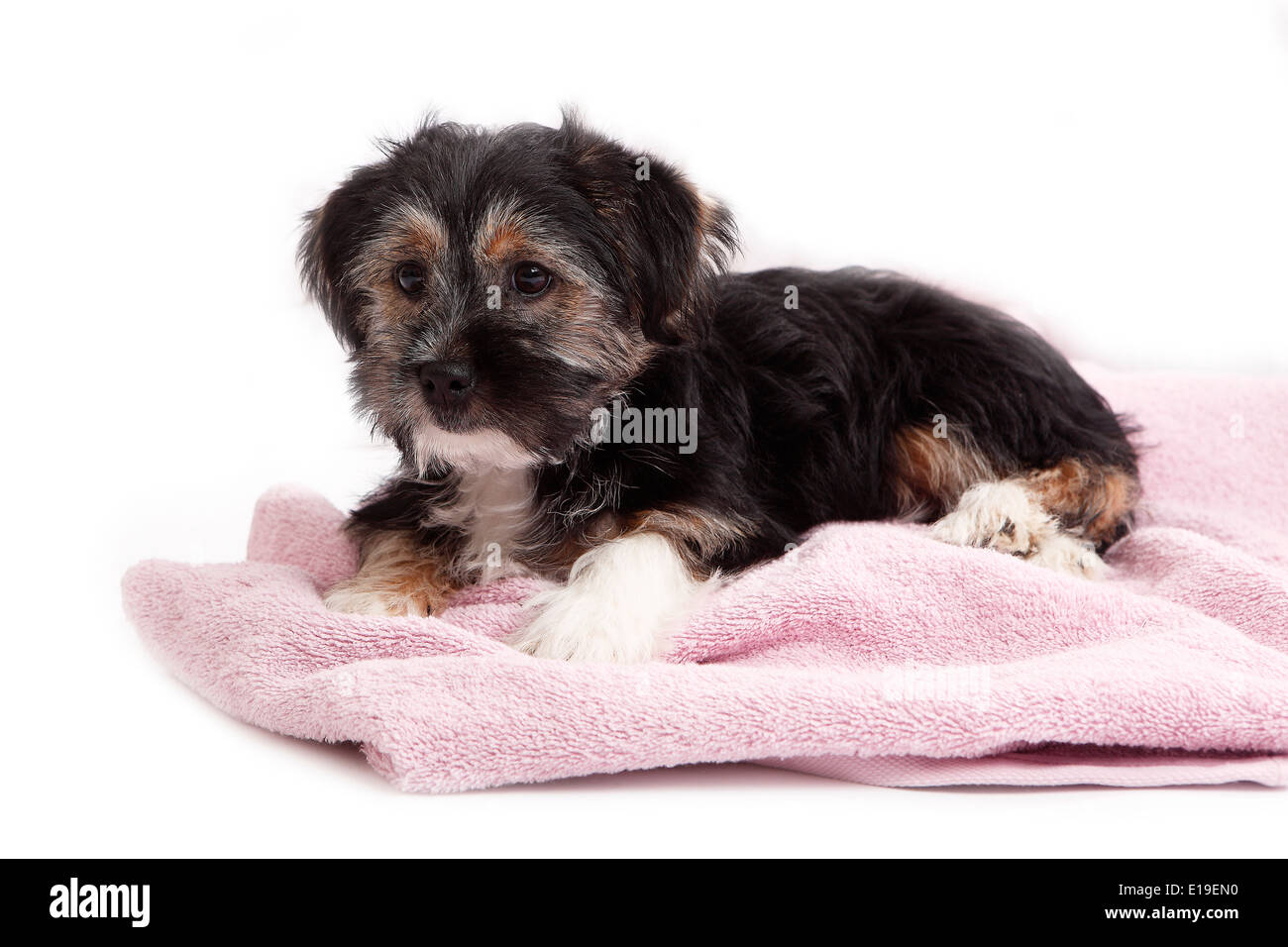 Young Terrier Mix on the blanket with a flower Stock Photo - Alamy
