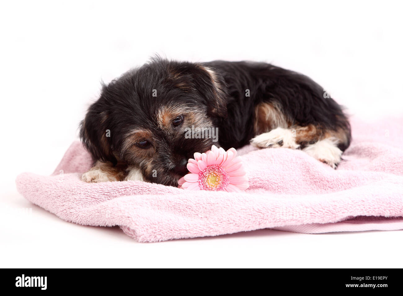 Young Terrier Mix on the blanket with a flower Stock Photo - Alamy