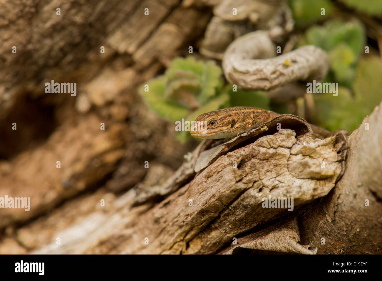 Common Lizard on a dead tree stump Stock Photo - Alamy