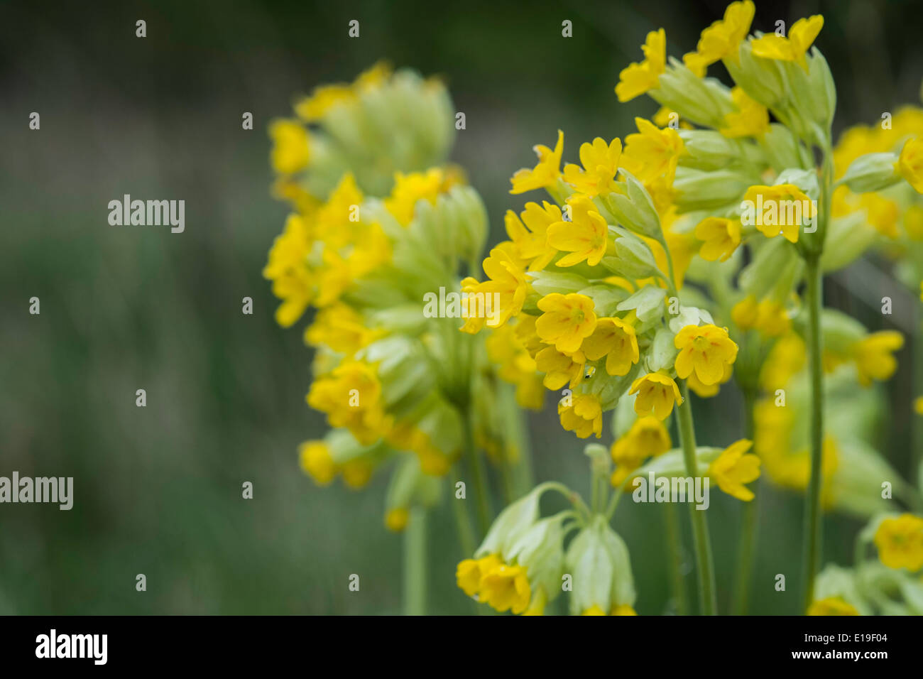 Group of cowslips hi-res stock photography and images - Alamy