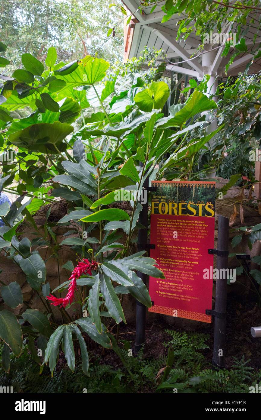 tropical forest in the Phipps conservatory Pittsburgh PA Stock Photo ...
