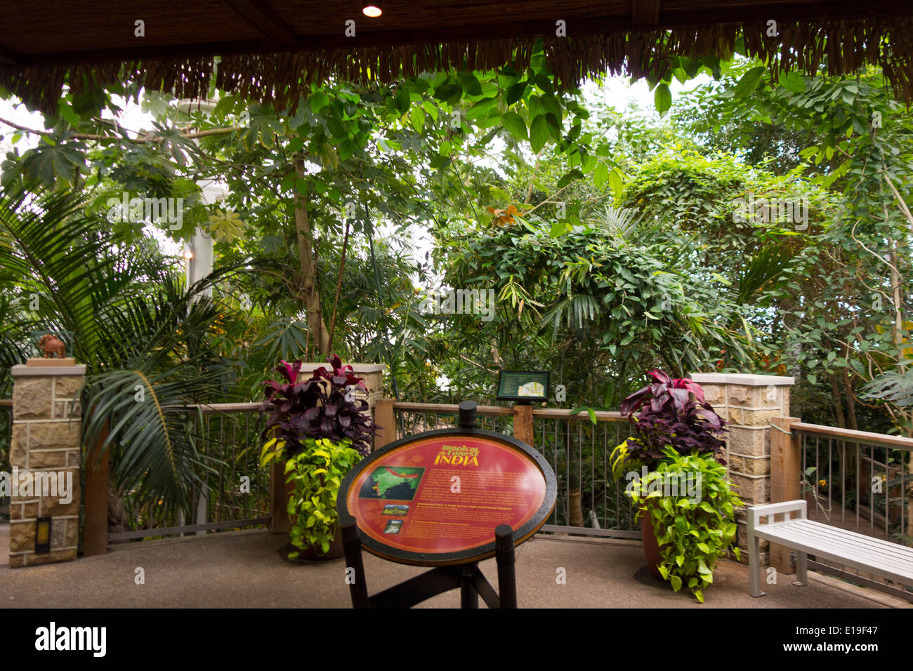 tropical forest in the Phipps conservatory Pittsburgh PA Stock Photo ...