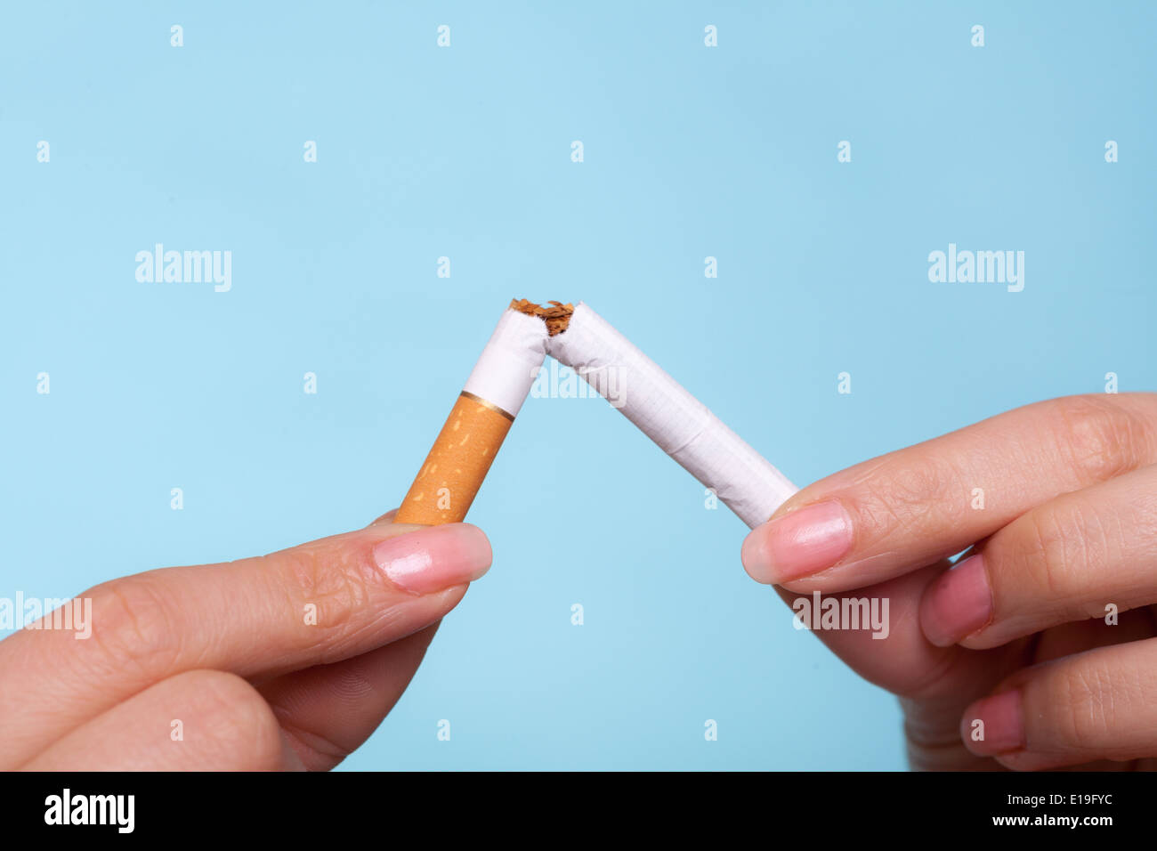 Addiction. Closeup of female hands breaking the cigarette on blue. Quit ...