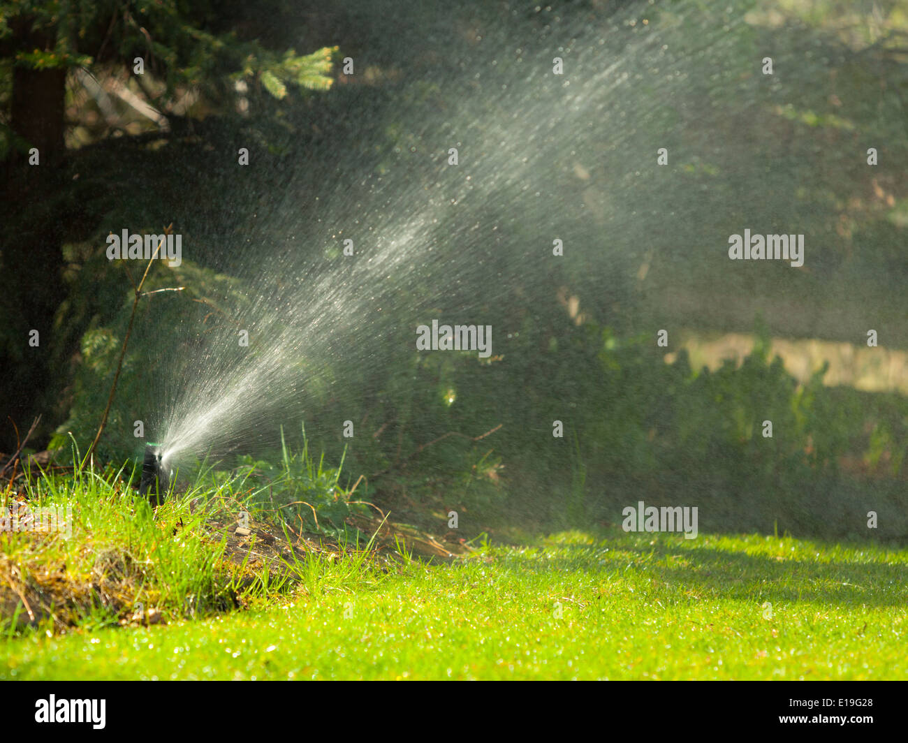 Gardening. Lawn sprinkler spraying water over green grass. Irrigation ...
